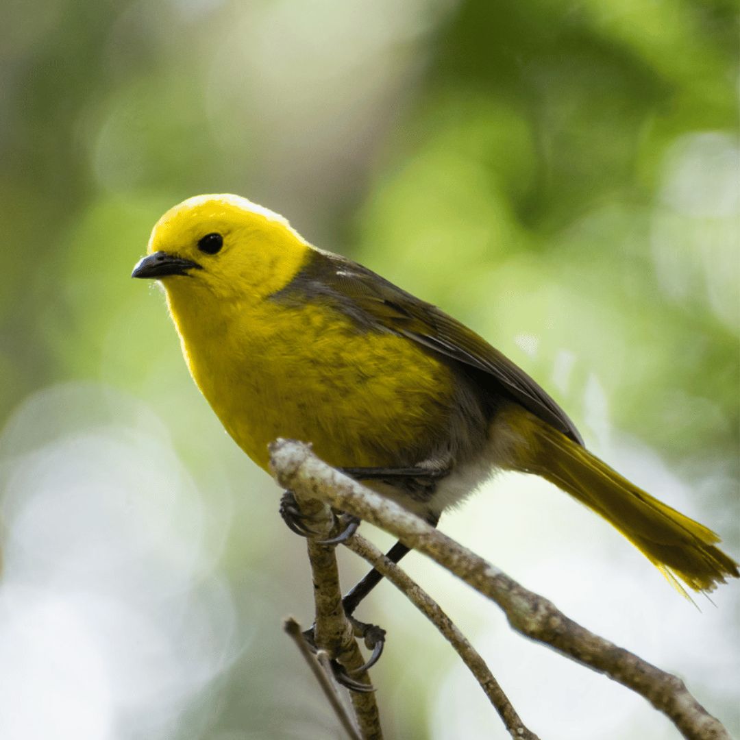 Native Birds of NZ - MyNativeForest